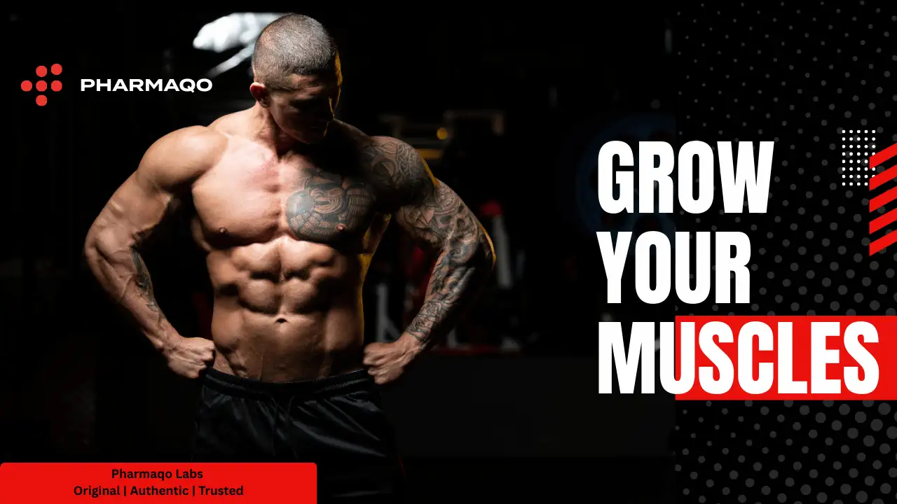 Do Bigger Muscles Make You Stronger? | Pharmaqo Labs